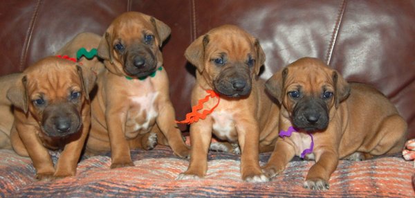 Rhodesian Ridgeback Dogs