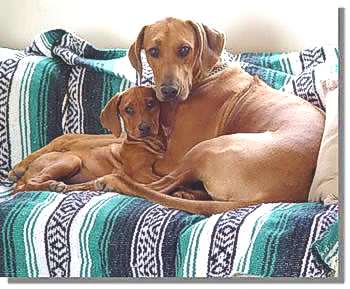 Rhodesian Ridgeback Dogs
